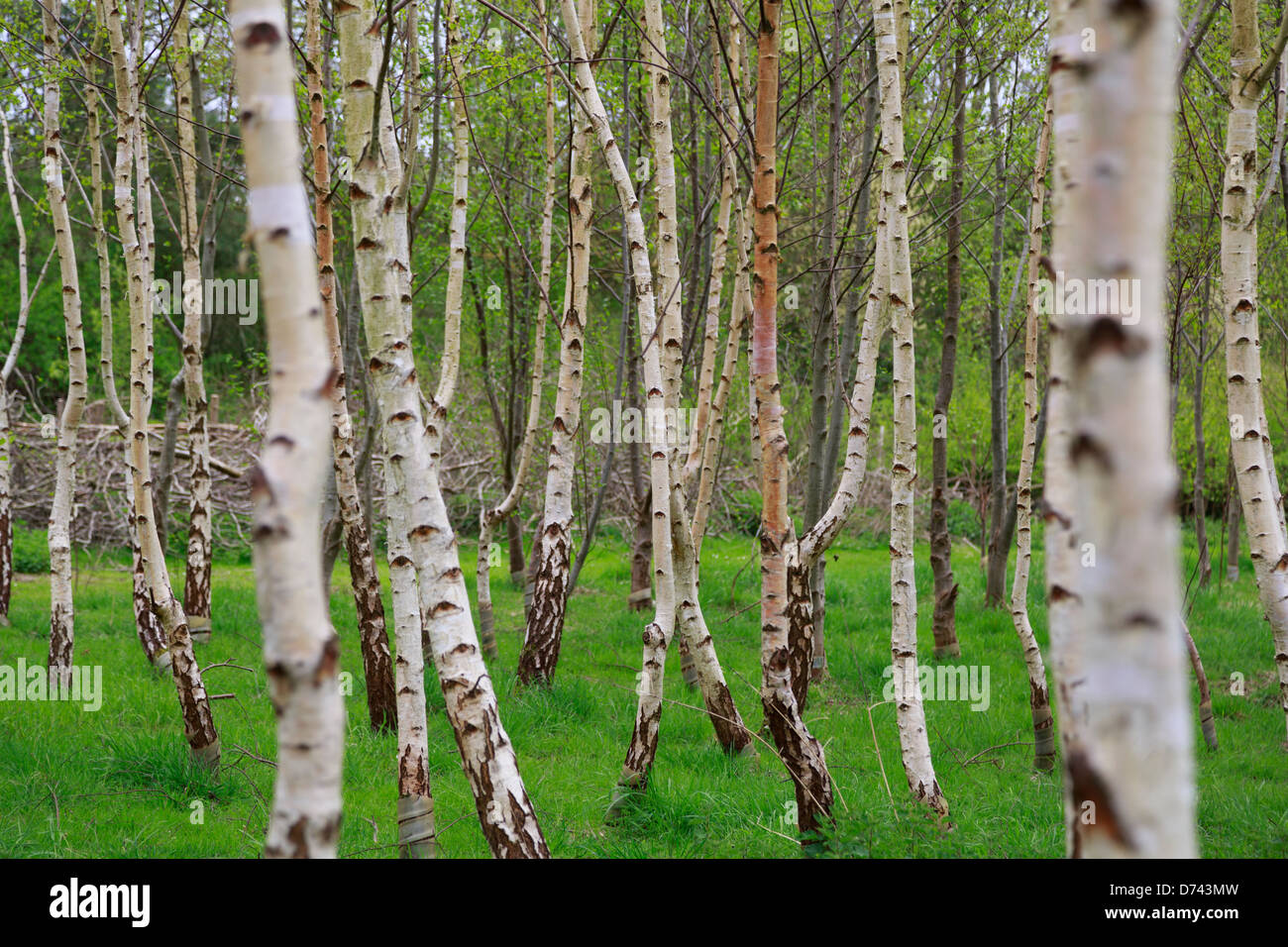 Silver birch trees at Thorpe Meadows, Peterborough, England Stock Photo ...