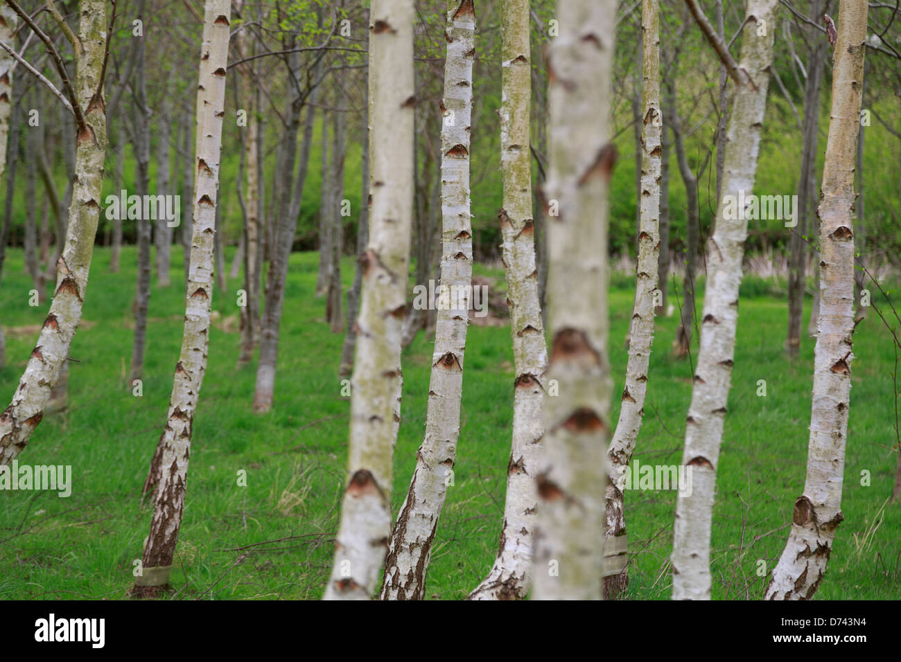 Silver birch trees at Thorpe Meadows, Peterborough, England Stock Photo ...
