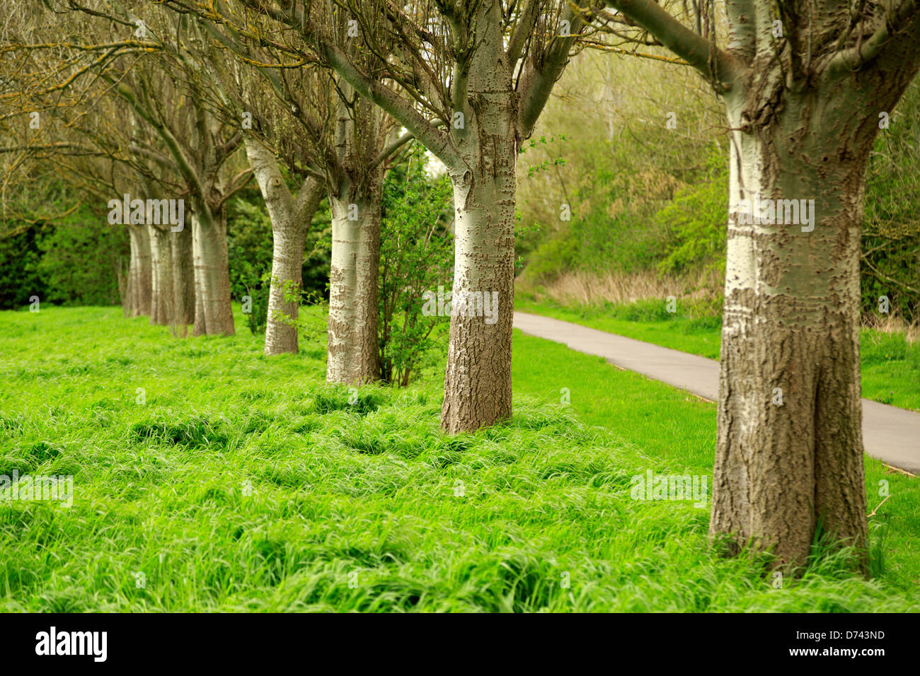 A line of trees at Thorpe Meadows, Peterborough, England Stock Photo ...