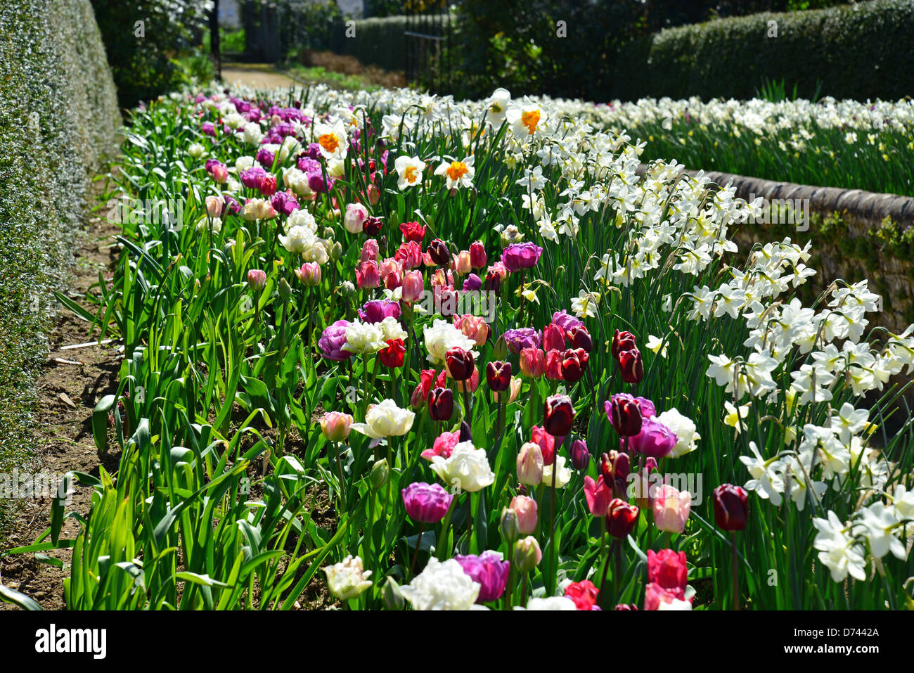 Flower beds in La Seigneurie Gardens, Greater Sark, Sark, Bailiwick of ...