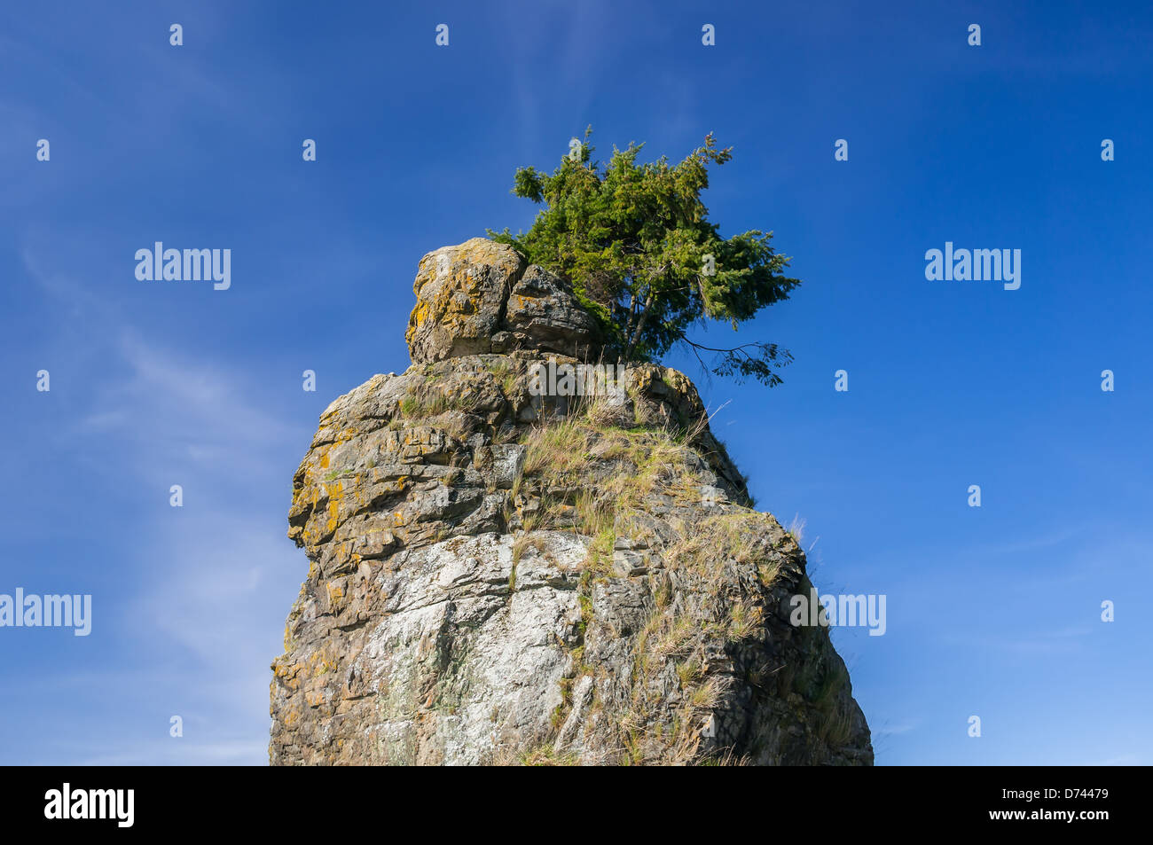 Lonely Douglas fir tree on the top of Siwash Rock in Stanley Park ...