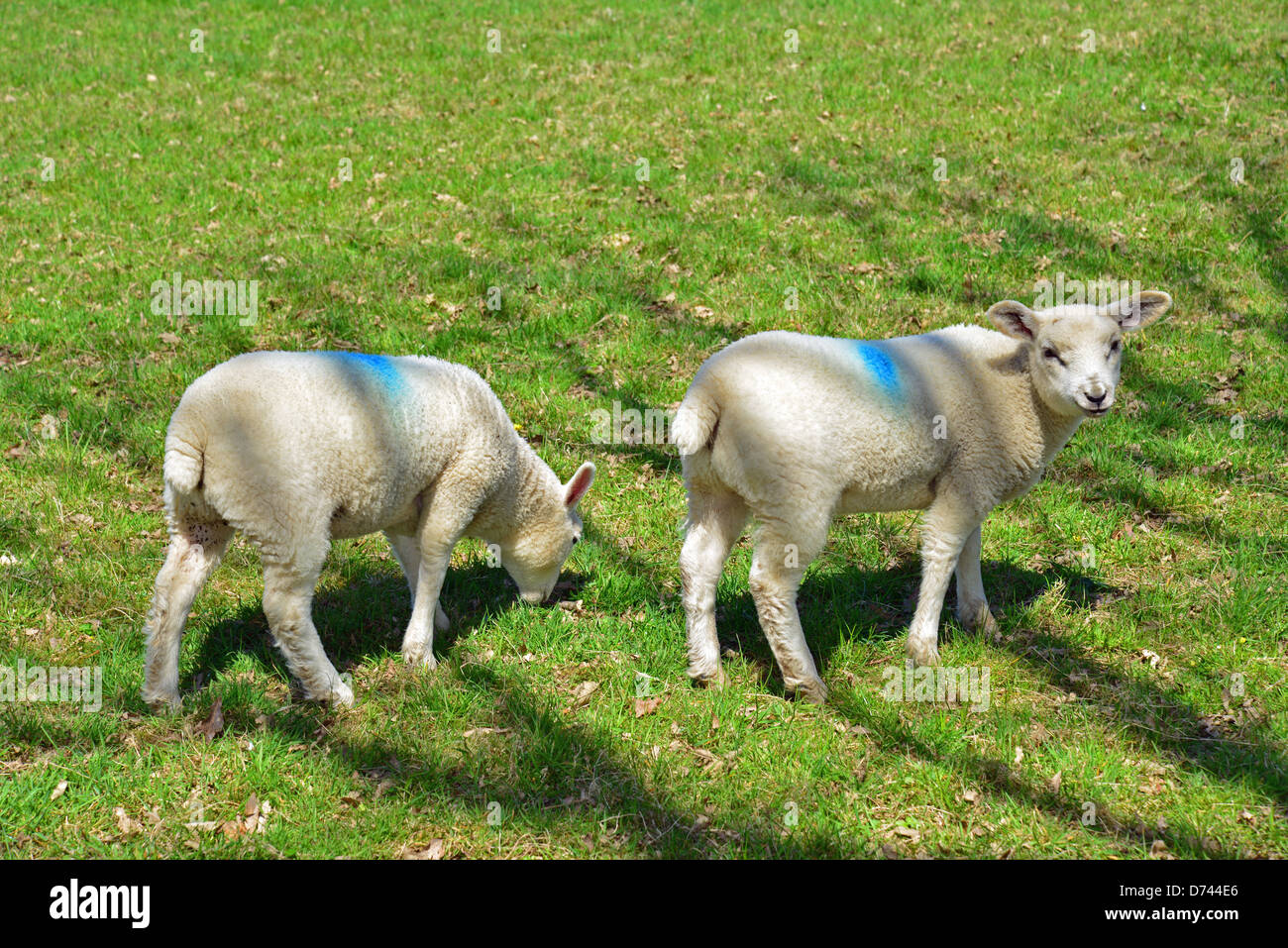 Young lambs in field, Greater Sark, Sark, Bailiwick of Guernsey ...