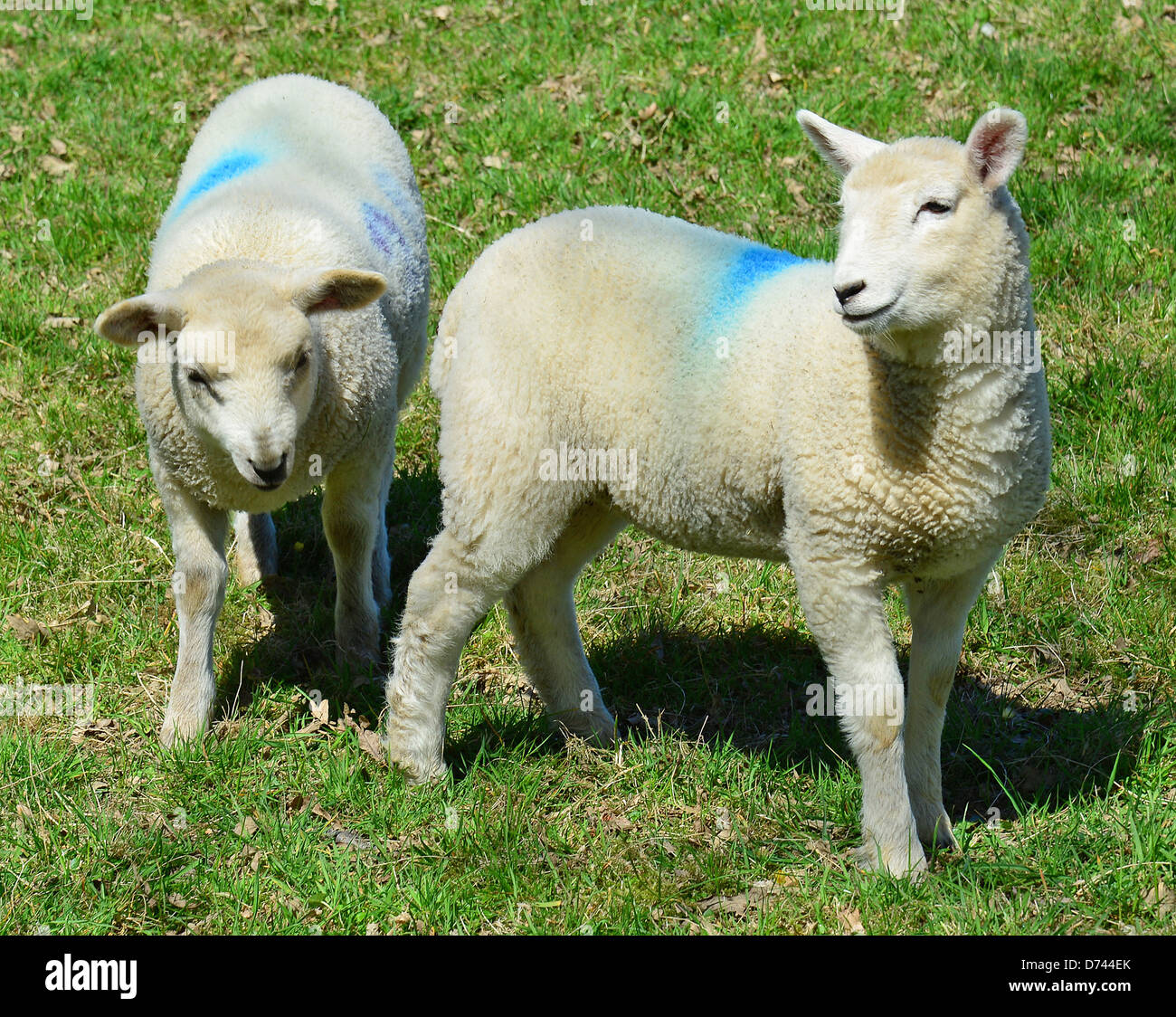 Young lambs in field, Greater Sark, Sark, Bailiwick of Guernsey ...