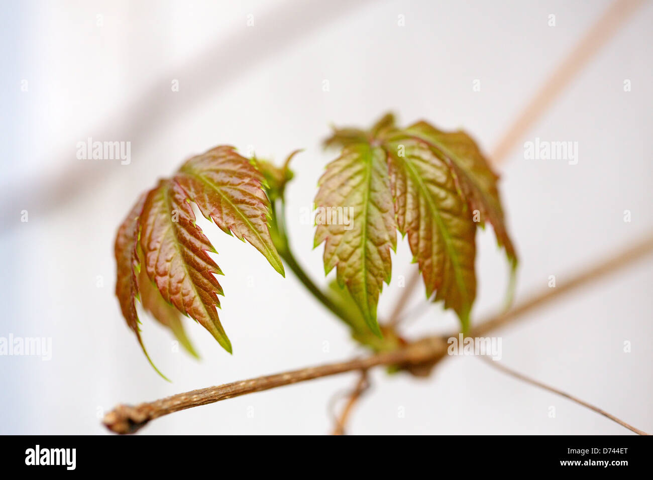 Virginia creeper leaves in early spring Stock Photo - Alamy