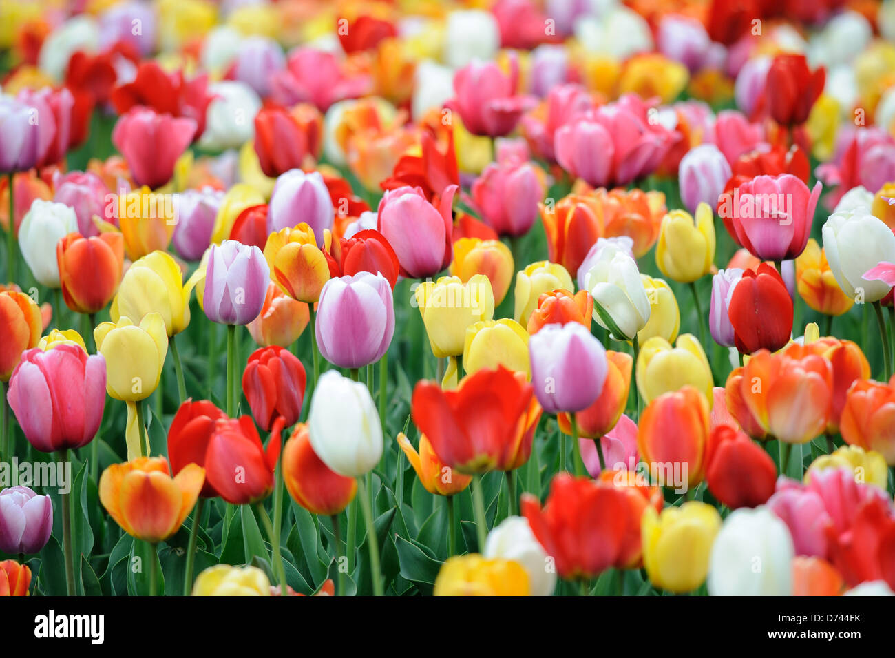 Field of Tulips Stock Photo - Alamy