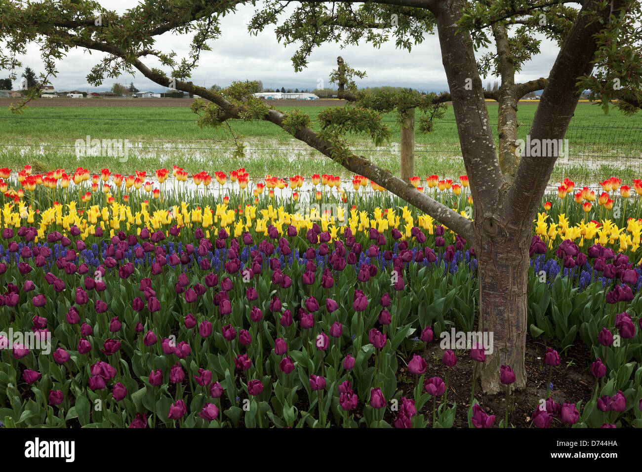 Variety of tulips, Roozengaarde gardens, Mount Vernon, Skagit Valley ...