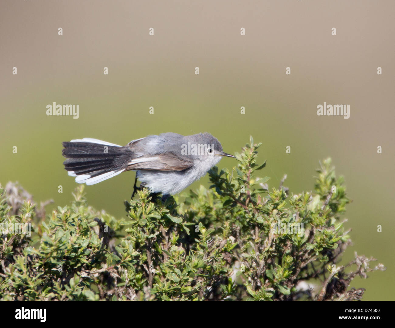 Blue gray grey Gnatcatcher Stock Photo - Alamy