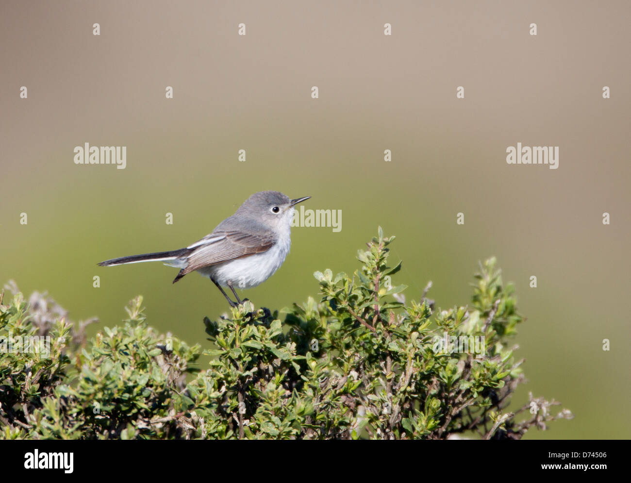 Grey gnatcatcher hi-res stock photography and images - Alamy