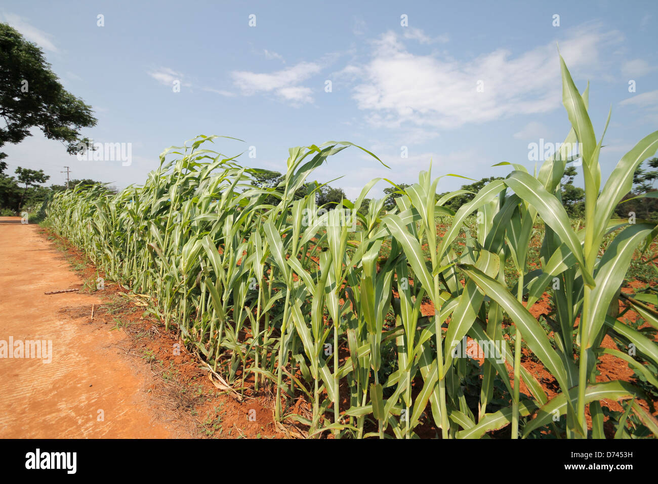 Corn In The Wind Stock Photo - Alamy