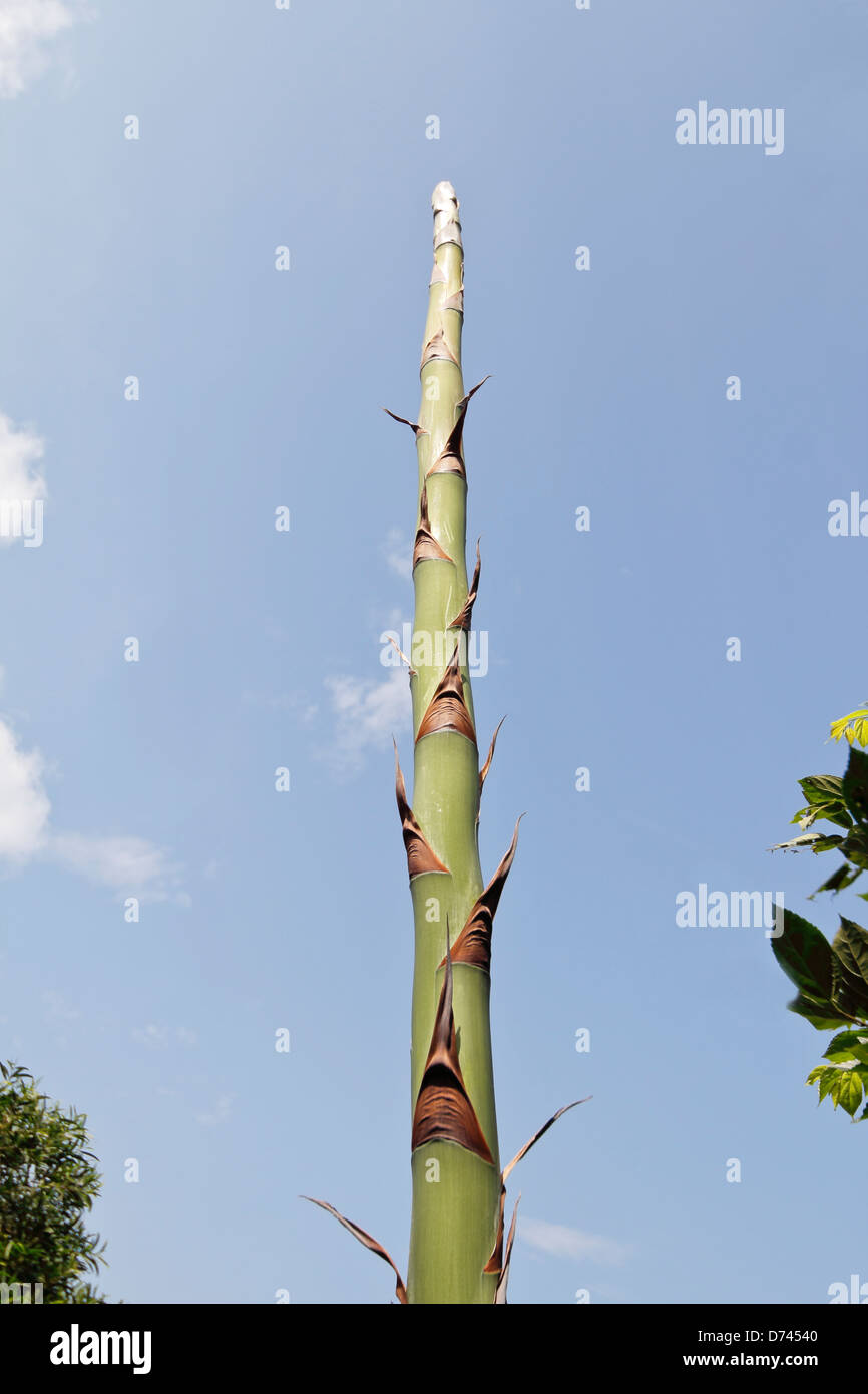 Fast growing plant hi-res stock photography and images - Alamy