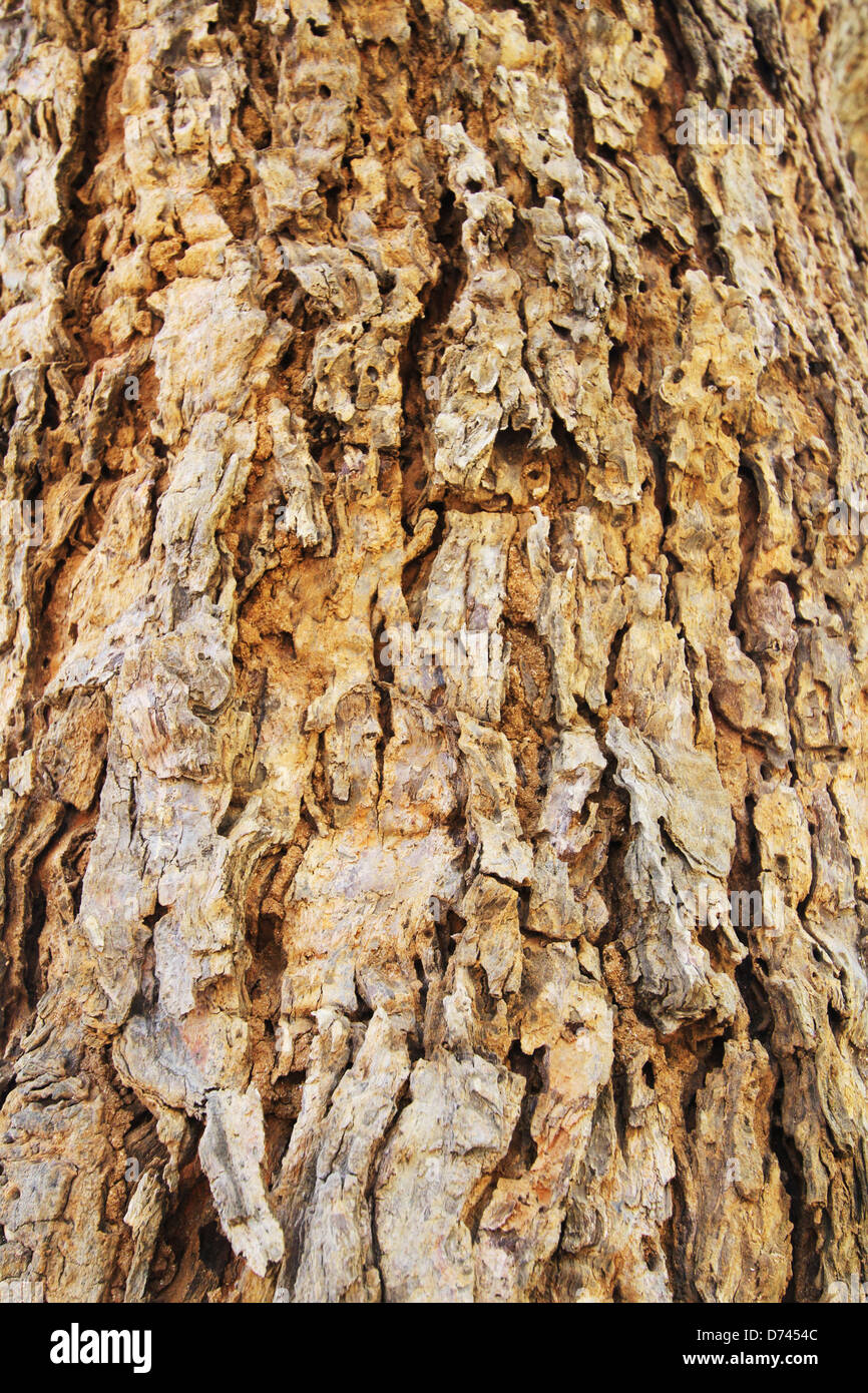 Dry tree bark hi-res stock photography and images - Alamy