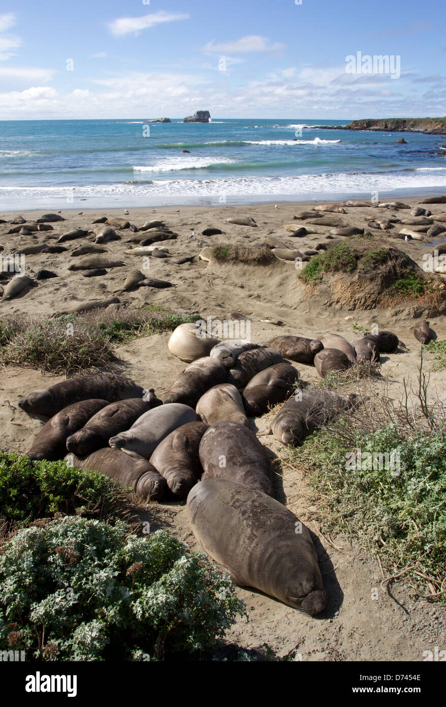 Colony elephant seals hi-res stock photography and images - Alamy