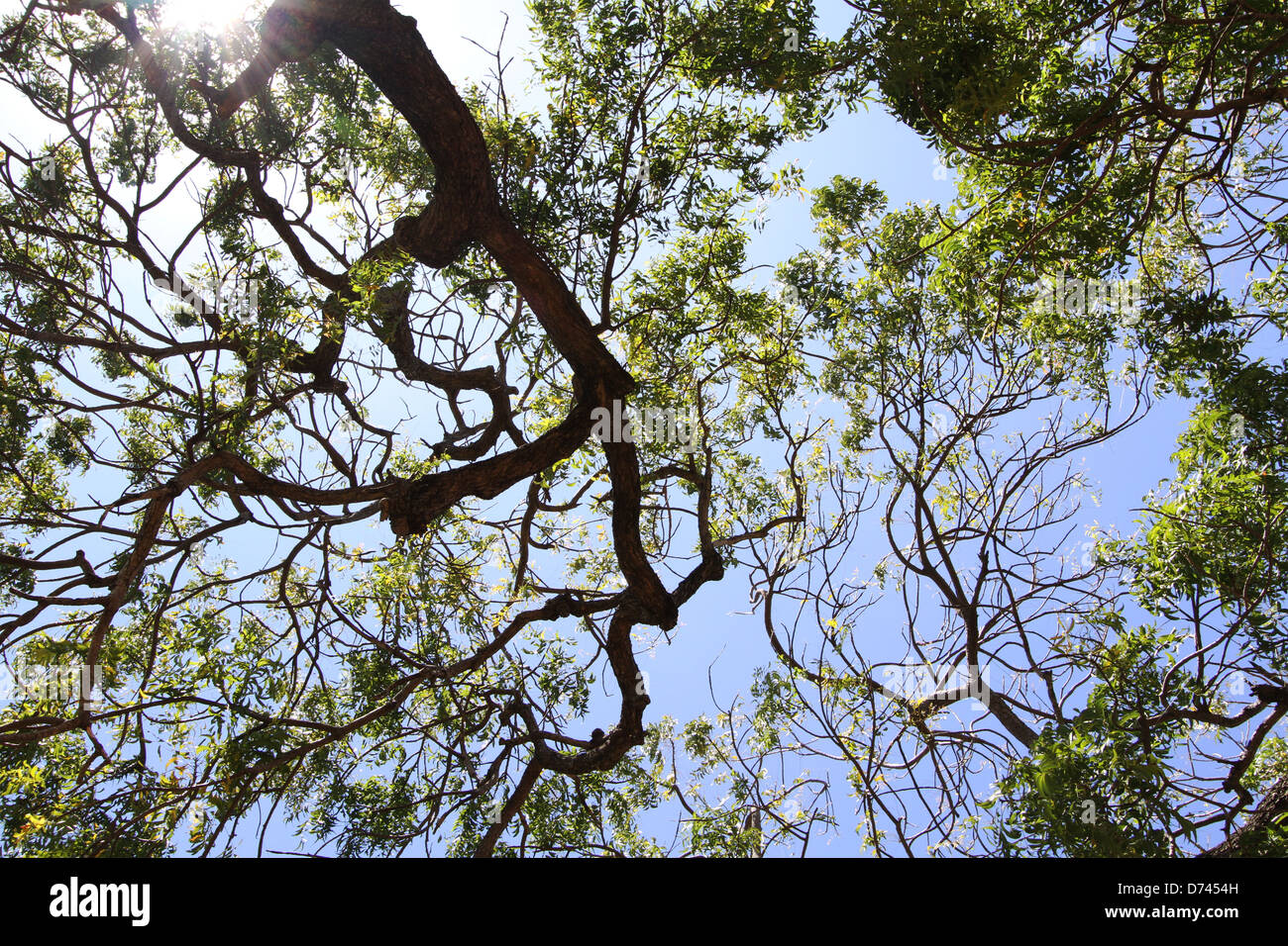 Canopy sunlight hi-res stock photography and images - Alamy