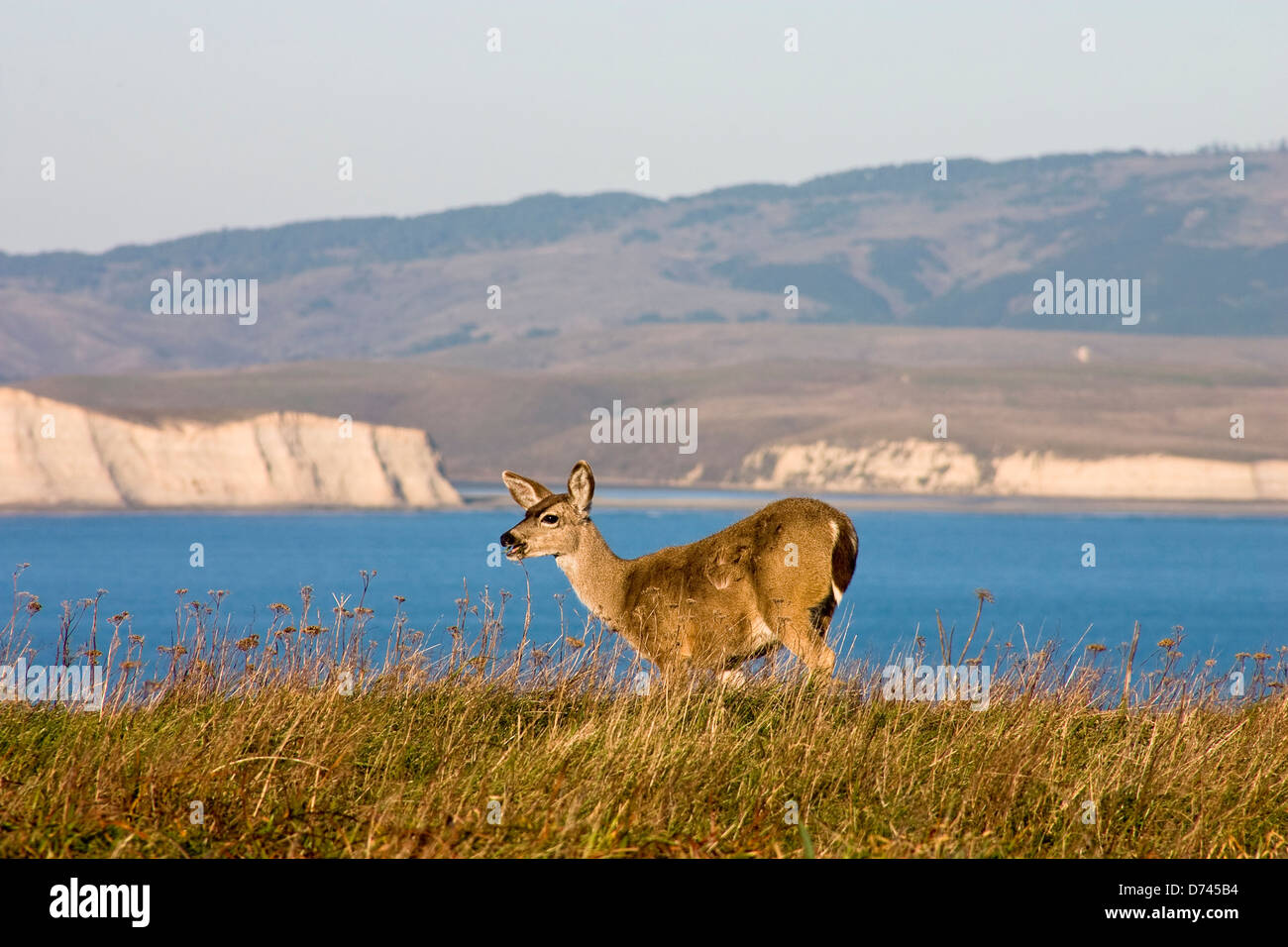 Point Reyes National Seashore wildlife. Mule deer grazing grass on the ...