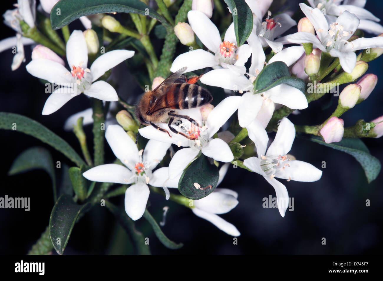 Bee [Apis mellifera] collecting pollen from Long-leaf Wax Flower ...