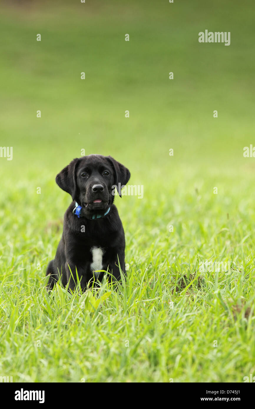 A young Labrador retriever Stock Photo - Alamy