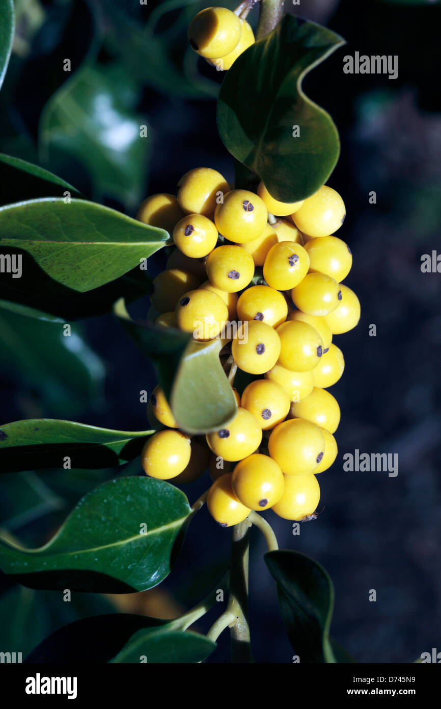 Yellow Fruiting Holly- Ilex aquifolium bacciflava- Family Aquifoliaceae ...