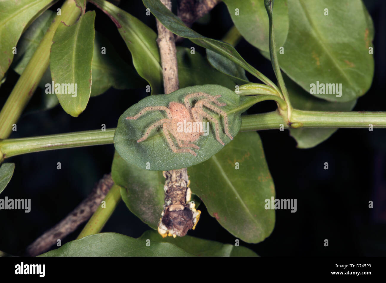 Lynx lynx family hi-res stock photography and images - Alamy