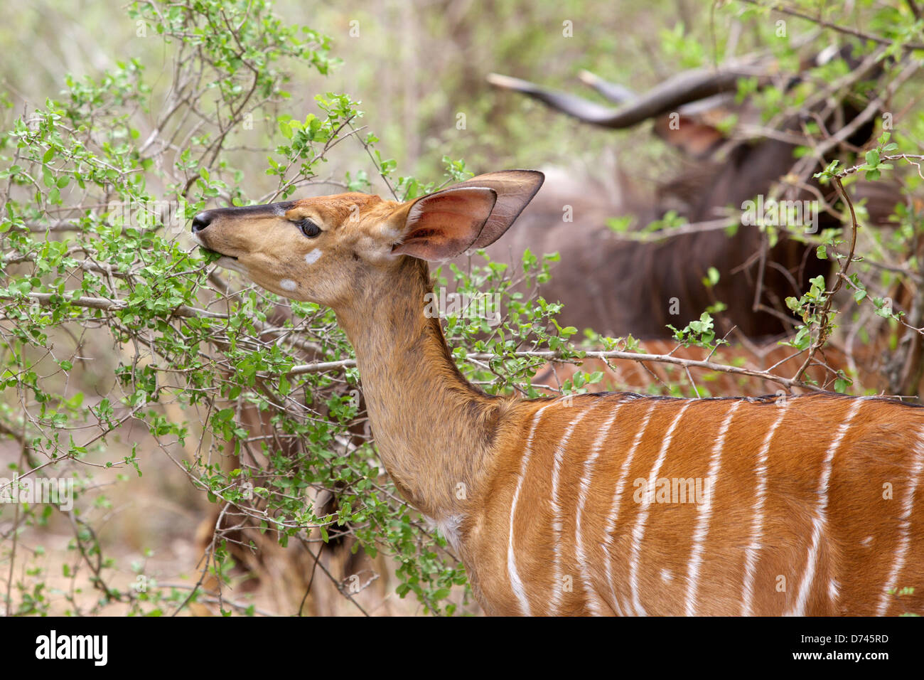 A female nyala browsing in the Kruger National Park, South Africa Stock ...