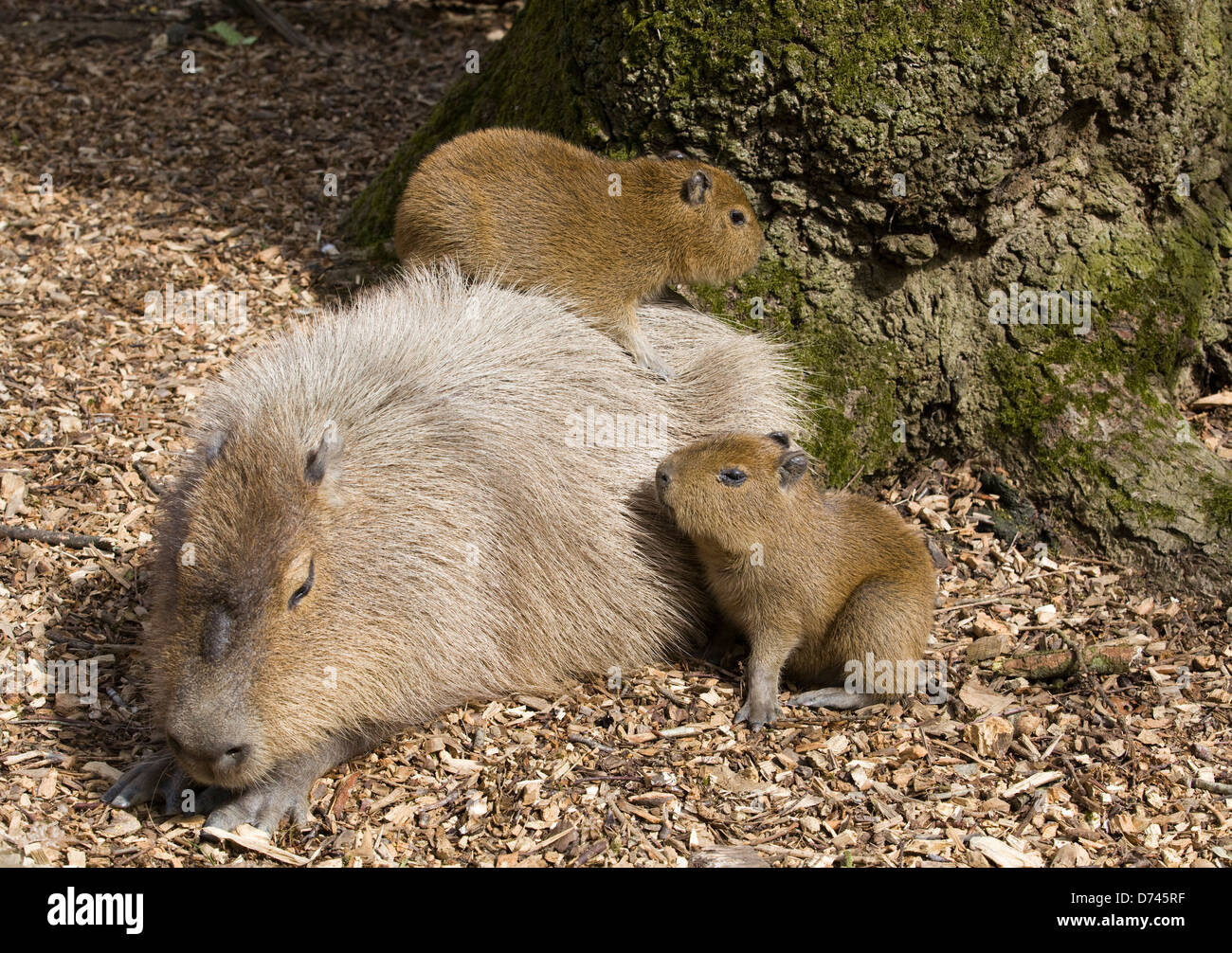 Capybara Attack