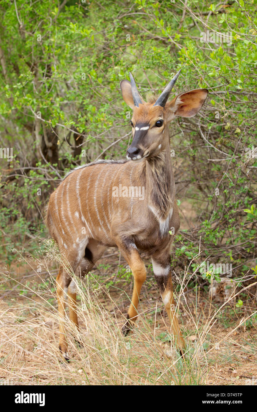 Nyala young hi-res stock photography and images - Alamy