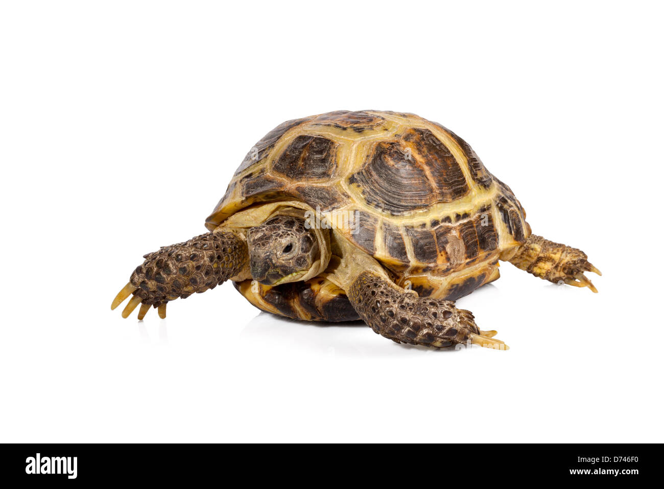 studio photo of little turtle isolated on white background Stock Photo ...
