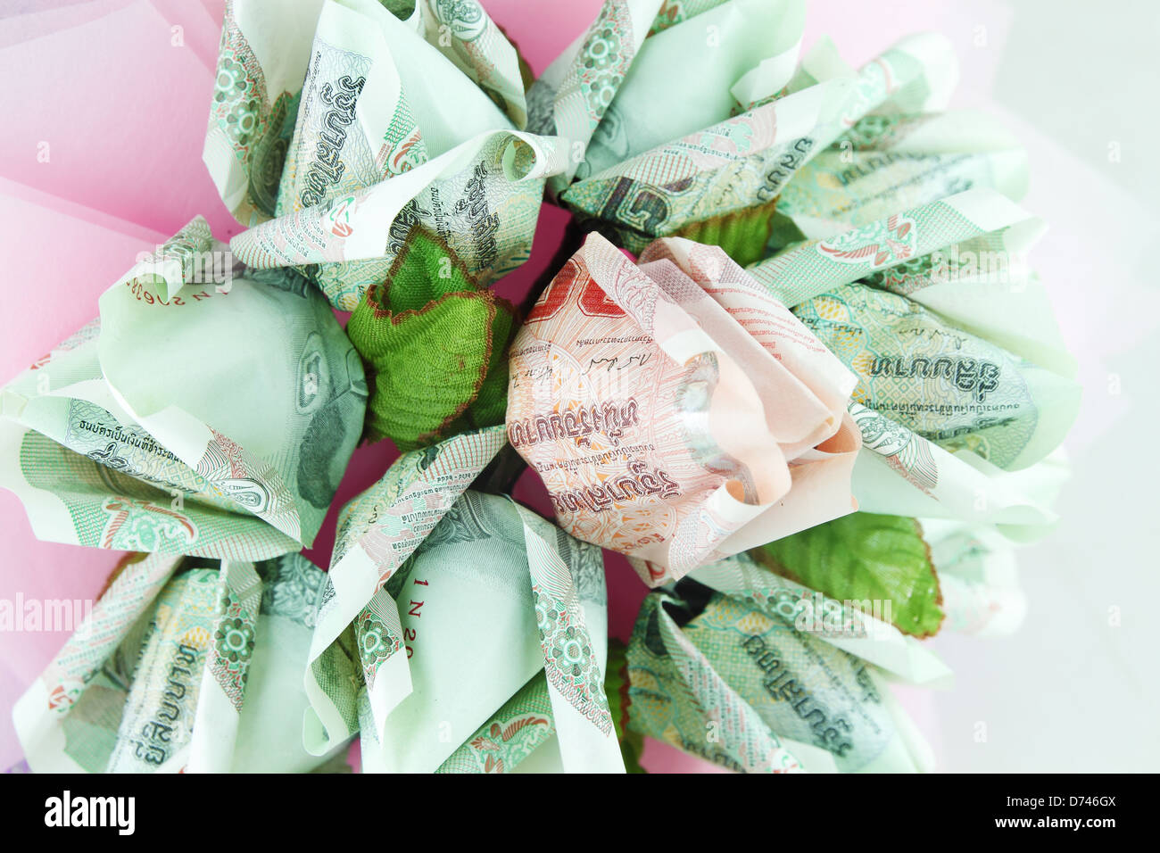 money flower on white background Stock Photo - Alamy