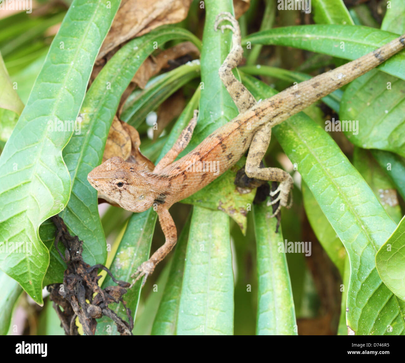 Small lizard panther chameleon hi-res stock photography and images - Alamy
