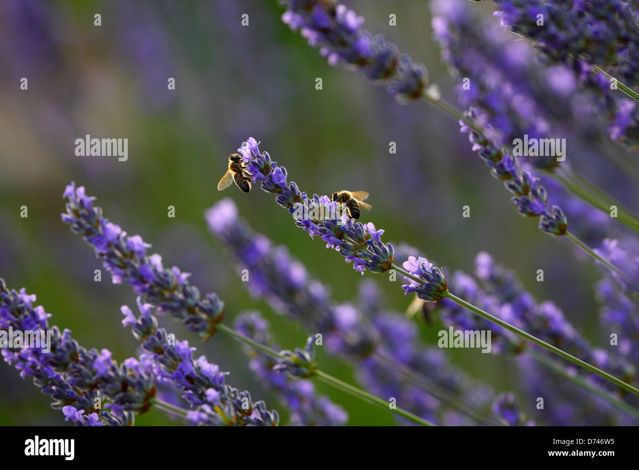 France insects hi-res stock photography and images - Alamy