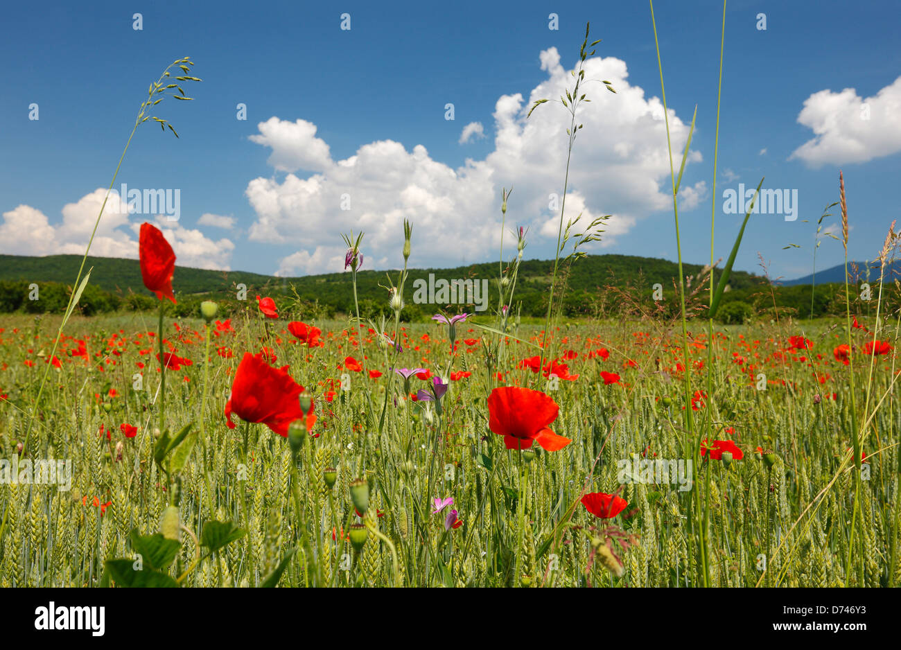 Large poppy field hi-res stock photography and images - Alamy