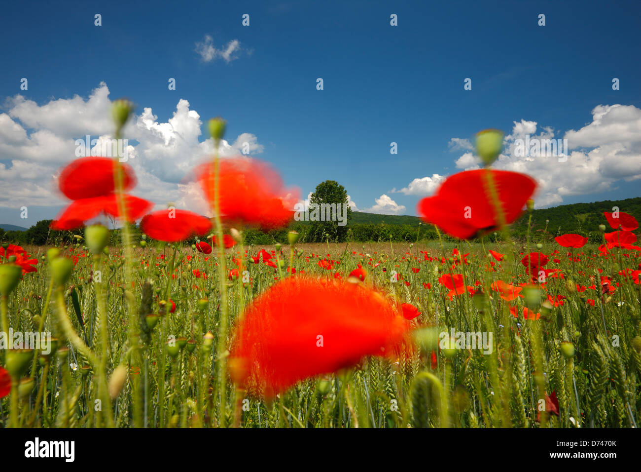 Poppy tree hi-res stock photography and images - Alamy
