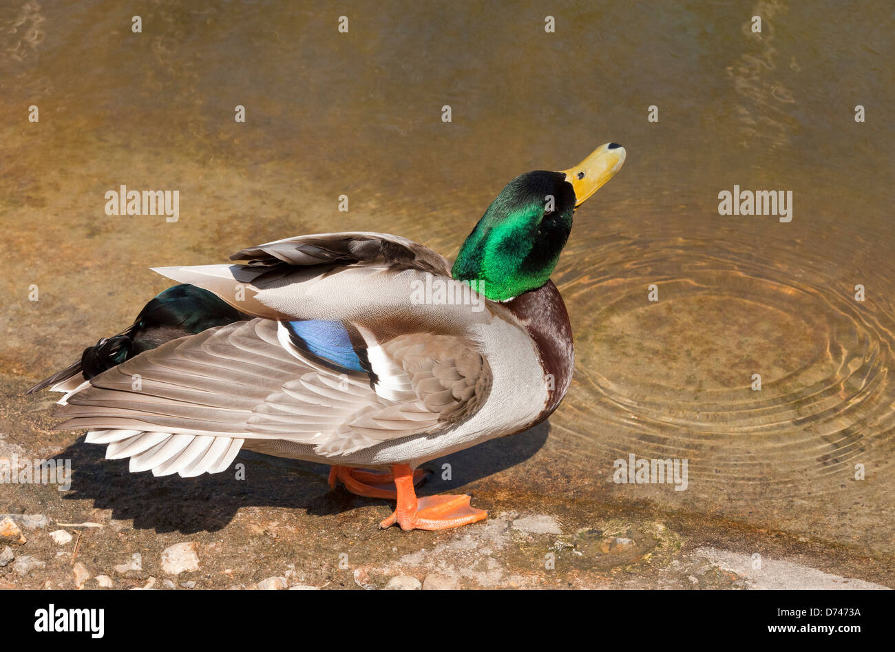 Mallard Duck drinking by the edge of a pool Stock Photo - Alamy