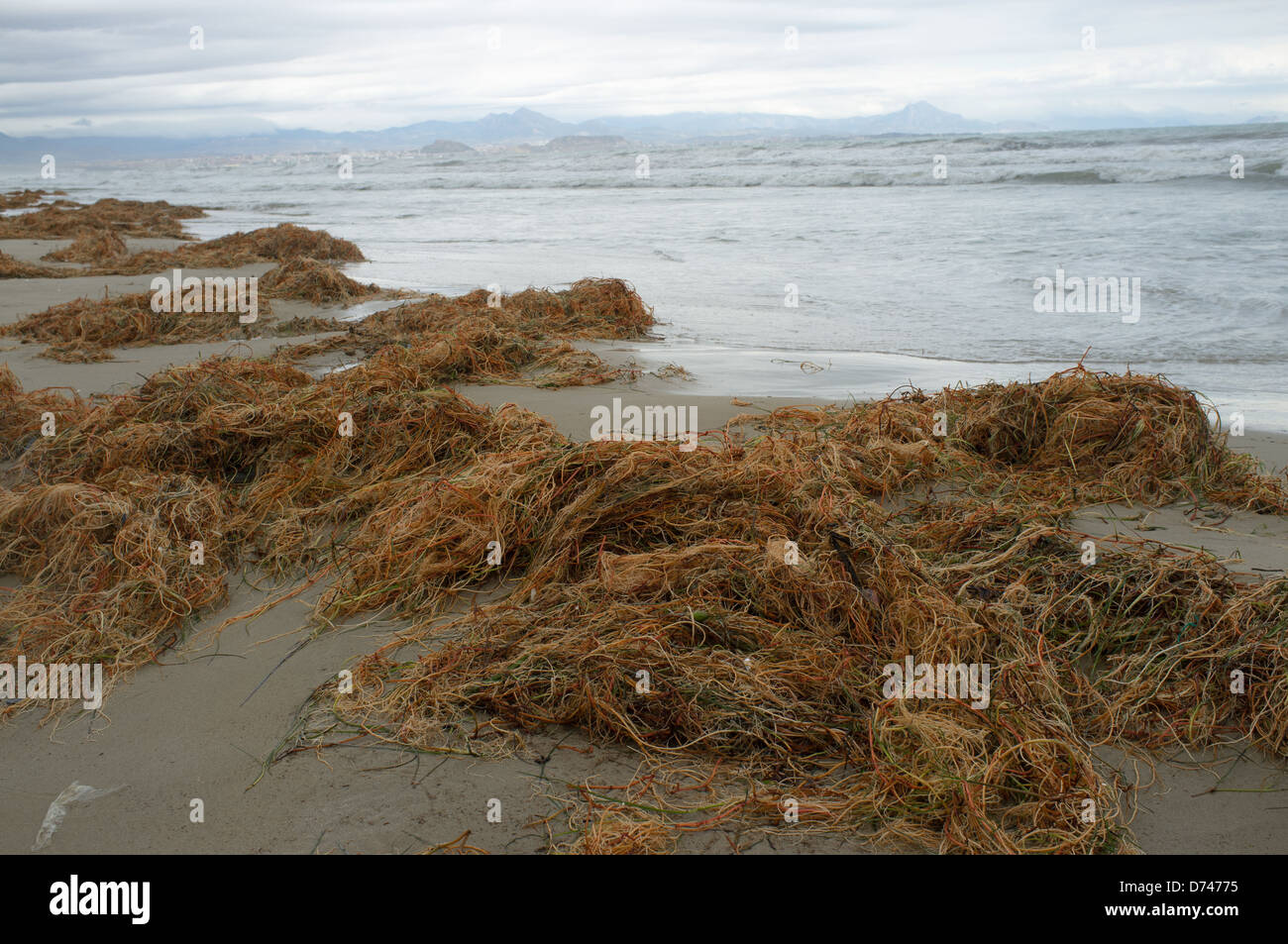 Rotting seaweed beach hi-res stock photography and images - Alamy