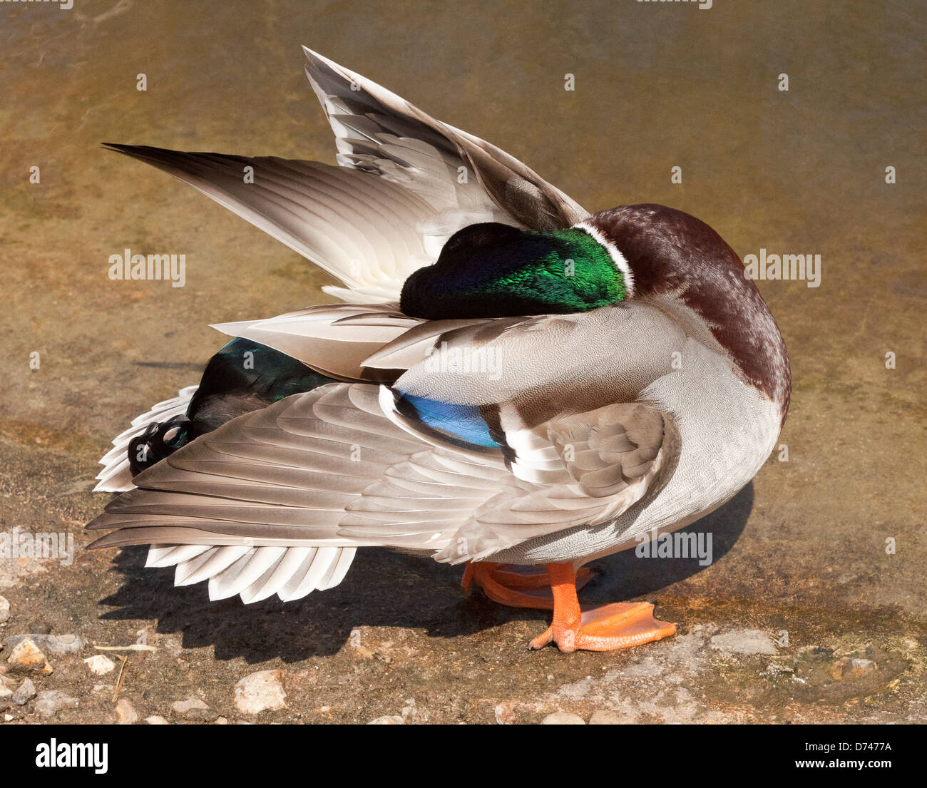 Mallard duck preening feathers hi-res stock photography and images - Alamy