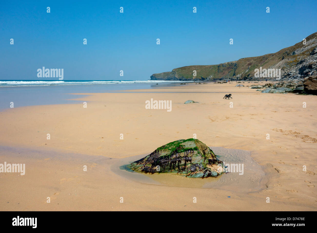 Dog running across wild sandy each Stock Photo - Alamy