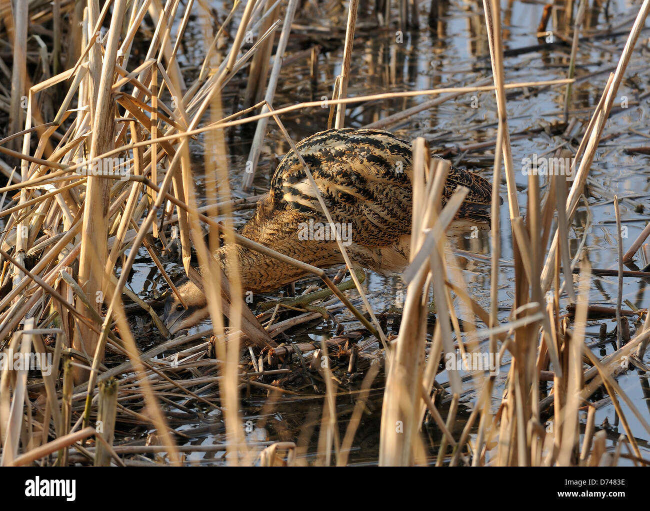 Rare bittern botaurus stellaris hunting hi-res stock photography and ...