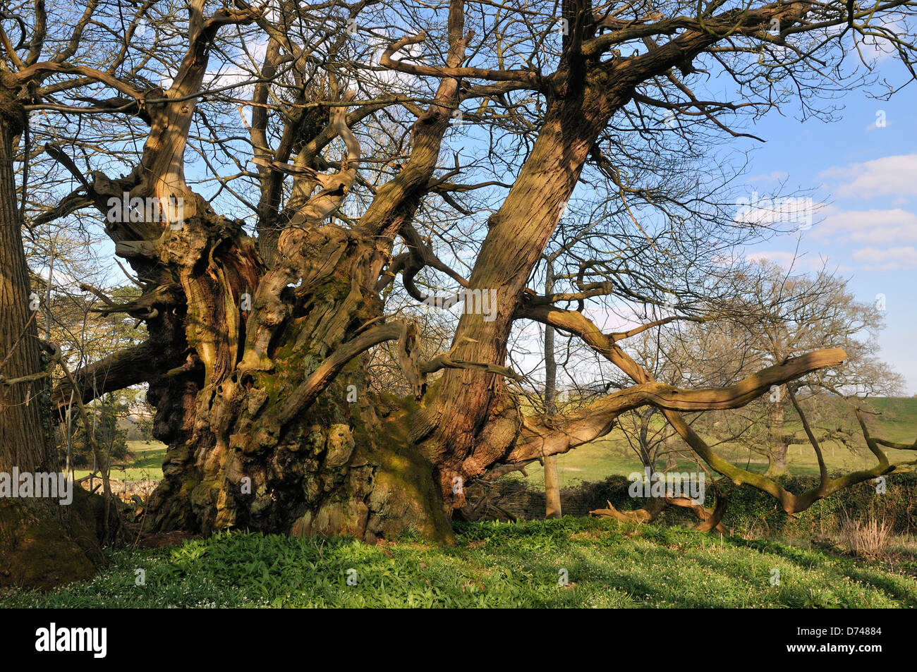 The Tortworth Chestnut Tree - Castanea sativa Over 800 years old ...