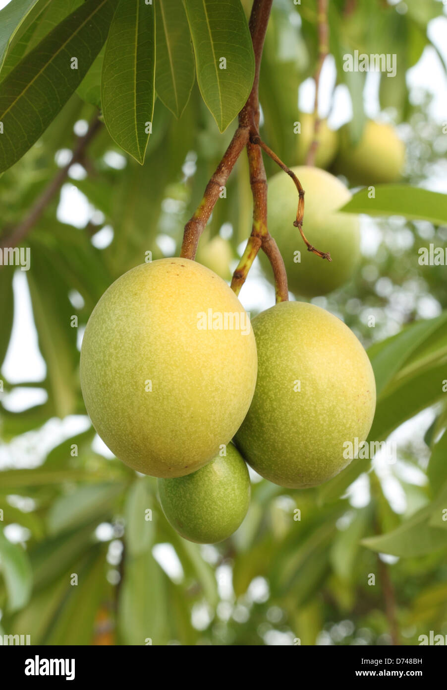 Cerbera oddloam fruit on the tree Stock Photo - Alamy