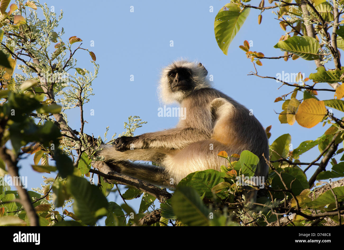 hanuman langur monkey semnopithecus entellus madhya pradesh india Stock ...