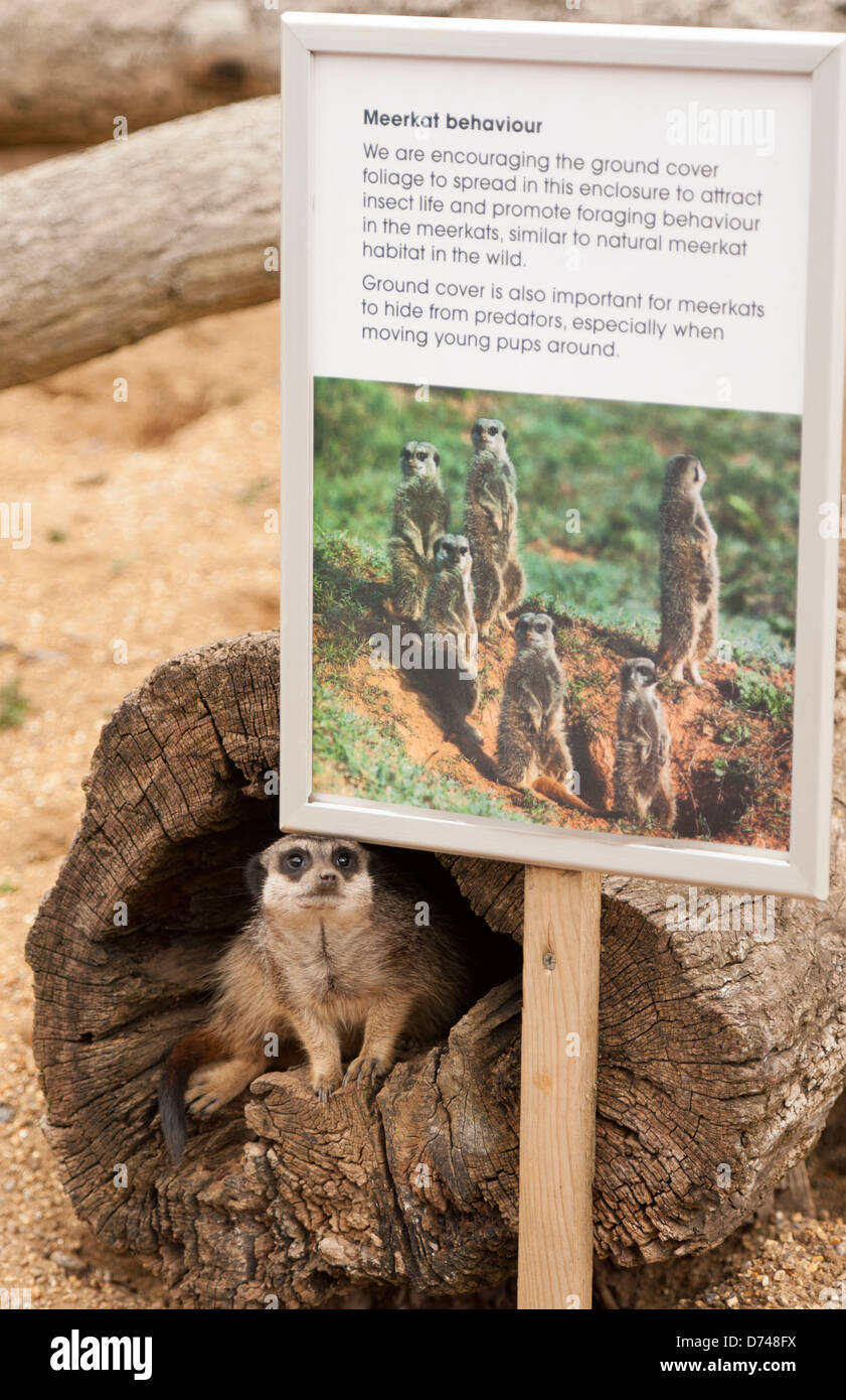 Meerkat peering round sign about meerkats Stock Photo - Alamy