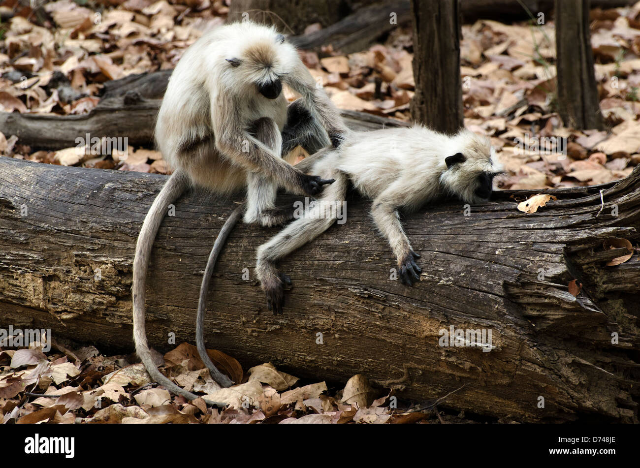 hanuman langur monkey semnopithecus entellus madhya pradesh india Stock ...