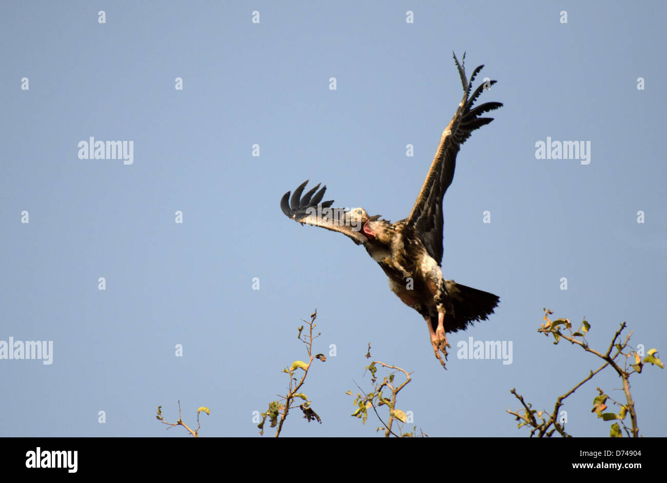 Sarcogyps calvus hi-res stock photography and images - Alamy