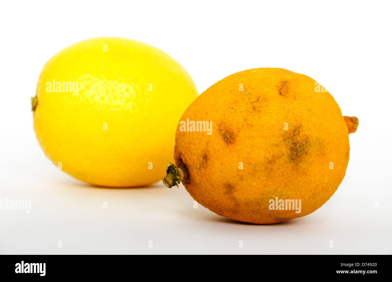 Stale and fresh lemons isolated on white background Stock Photo - Alamy
