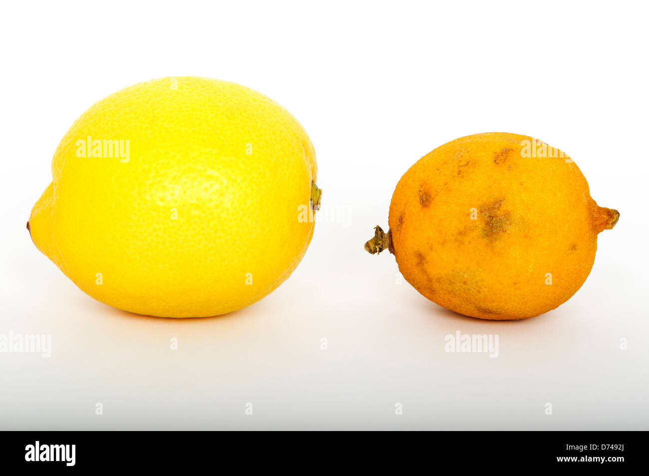 Fresh and stale lemons isolated on white background Stock Photo - Alamy