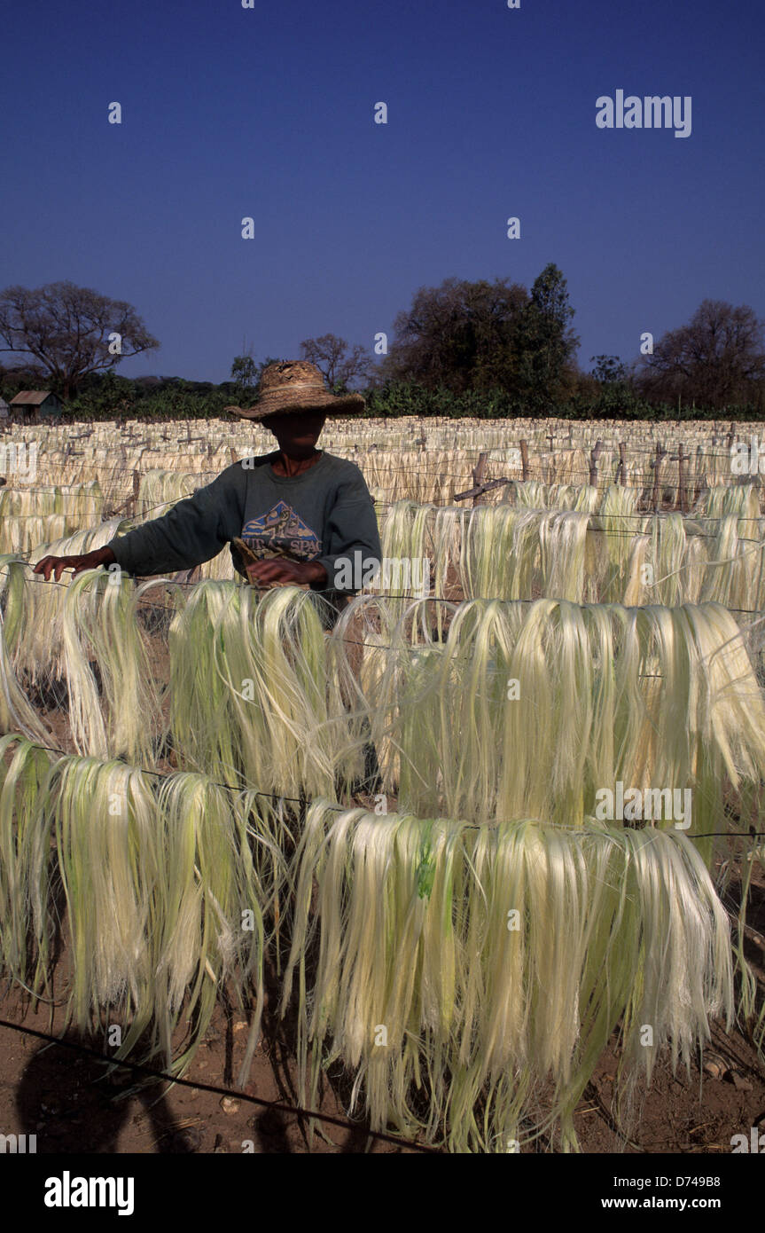 Madagascar, Berenty, Sisal Production, Agave Plant Fibers Being Dried ...