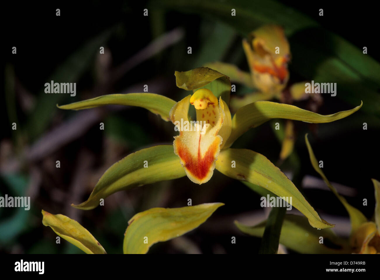 Madagascar, Near Moramanga, Mandraka, Orchid Stock Photo - Alamy