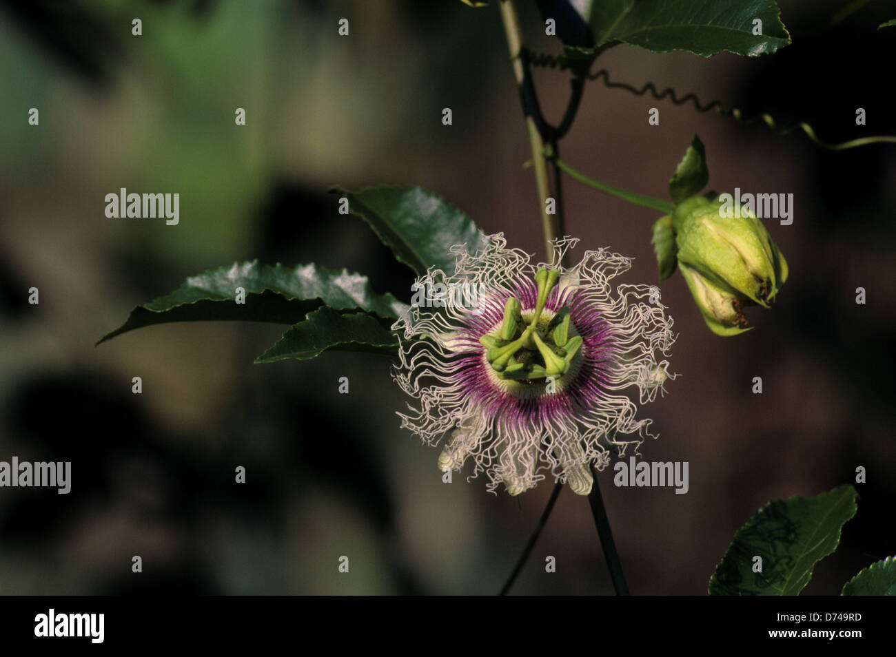 Madagascar, Near Moramanga, Mandraka, Passionfruit Flower Stock Photo ...
