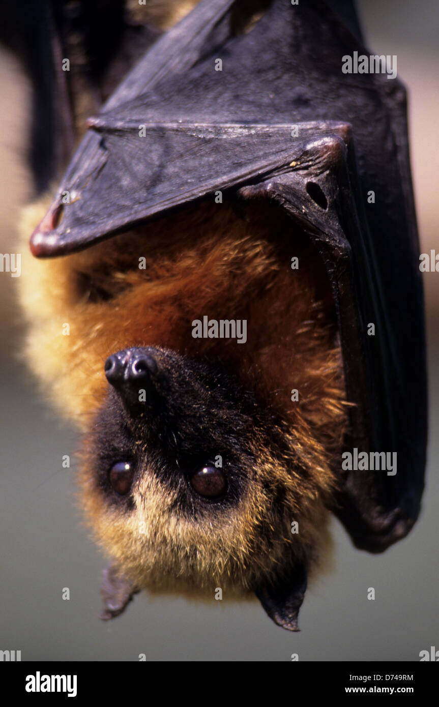 Madagascar, Near Moramanga, Mandraka, Fruit Bat Stock Photo - Alamy