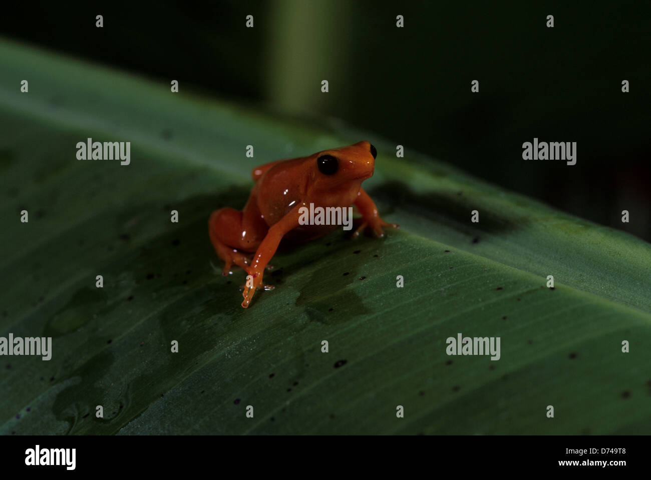 Madagascar, Near Moramanga, Mandraka, Frog, (Mantella Aurantiaca Stock ...
