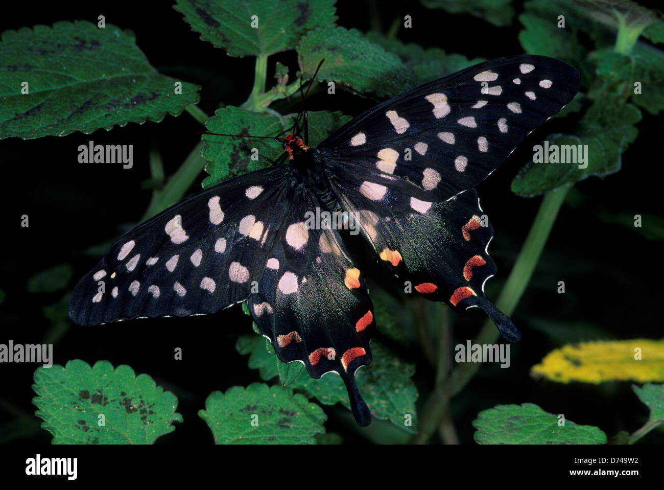Mandraka butterfly hi-res stock photography and images - Alamy